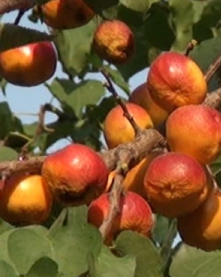 Create meme "photo seedlings of fruit trees and shrubs, apricot gold ...